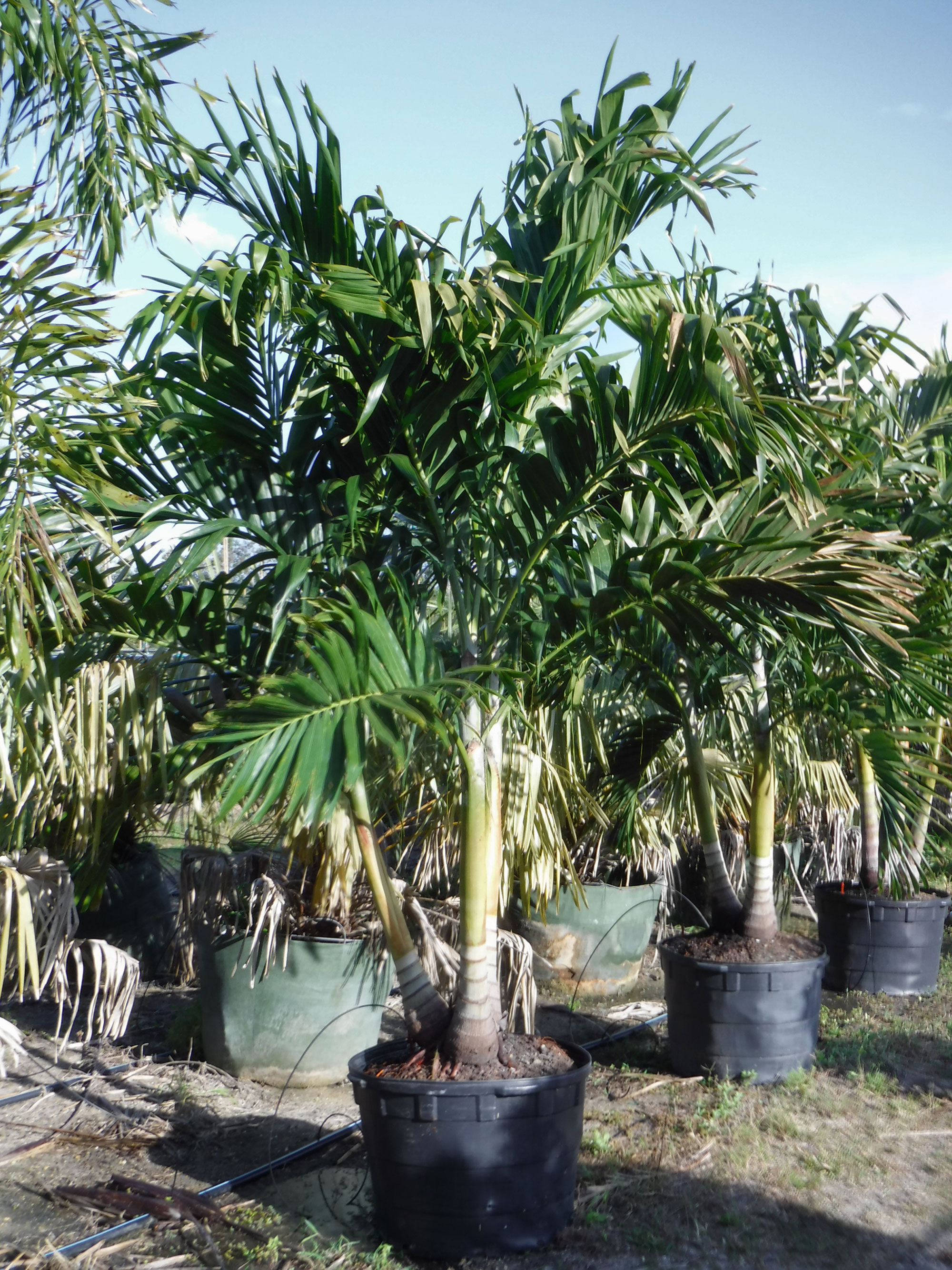 Home – Sebastian River Farms