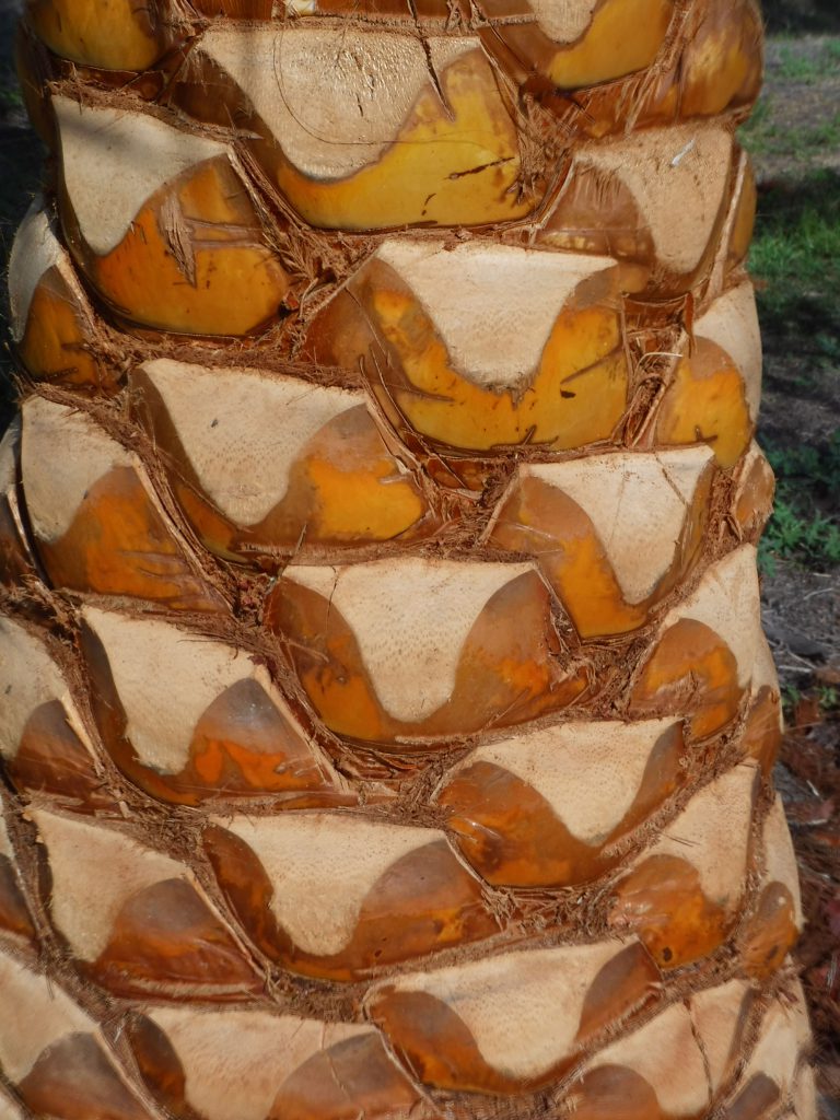 Home – Sebastian River Farms